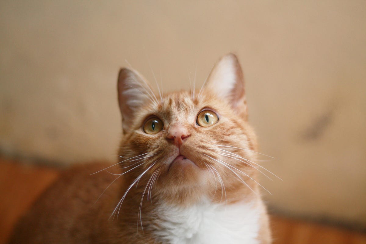 Curiosity Killed the Cat, Satisfaction Brought It Back | by Bridget ...