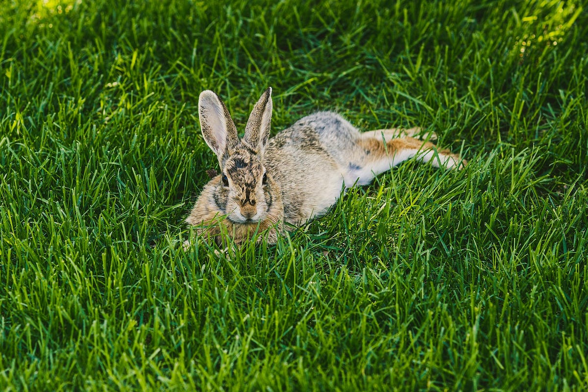 Carmagnola Grey Rabbit