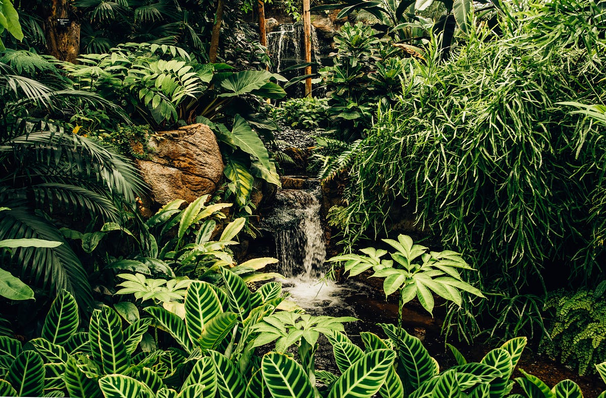 climate-change-the-end-of-plant-diversity-by-taylor-funai-the-eta