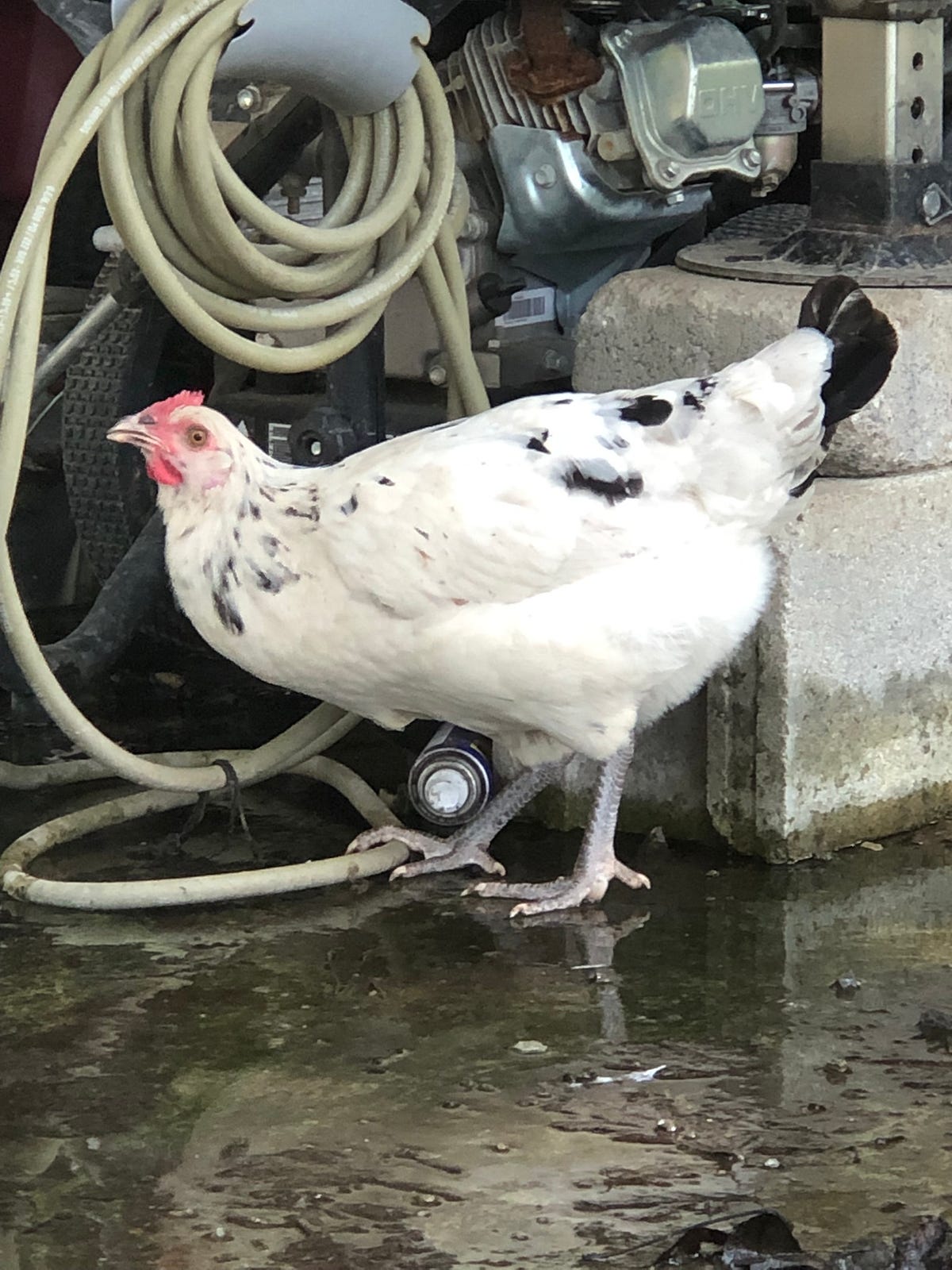 What Does the Ohio Moon City Poultry Club Poultry Show Offer ...