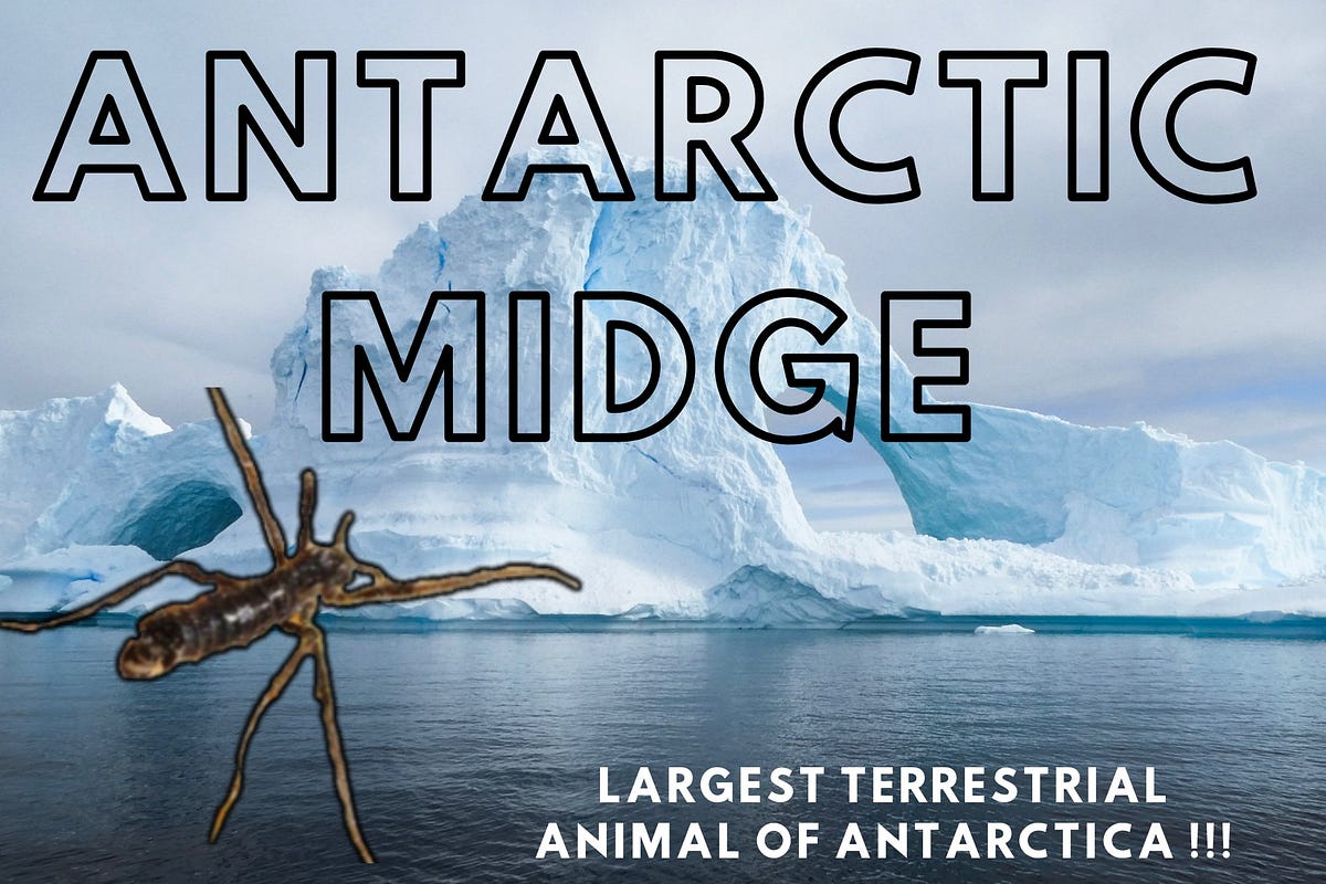 Antarctic Midge — An Amazing Creature | by Infinite Knowledge | Medium