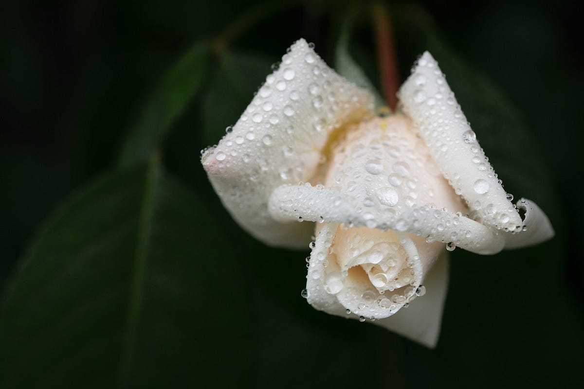 The Demise of the Pixel Fold: A Tragic Tale of Fragility | by Jackson ...