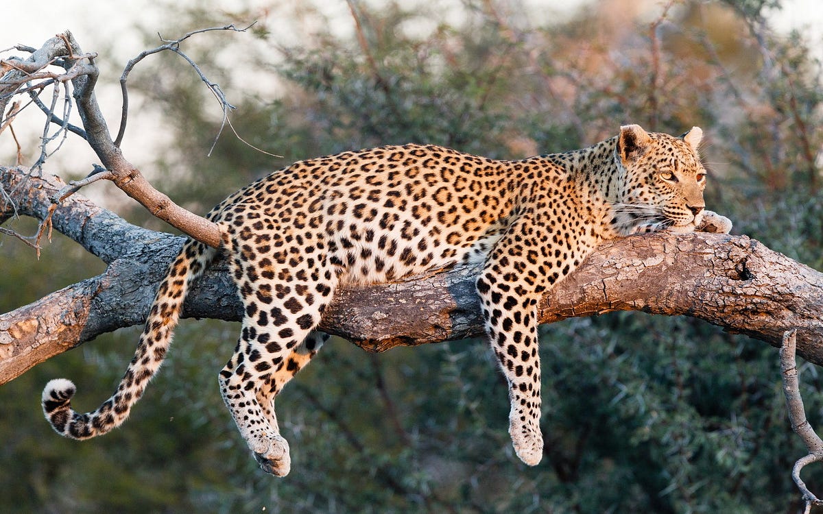 The top 7 Animals in the African Hierarchy | by biology2go | Medium