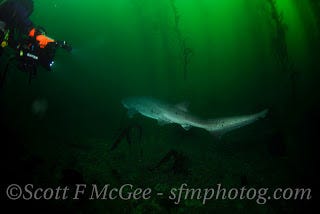 Shark Makes a Pass from the Right….Barb Pointing on Left…. | by Michael ...
