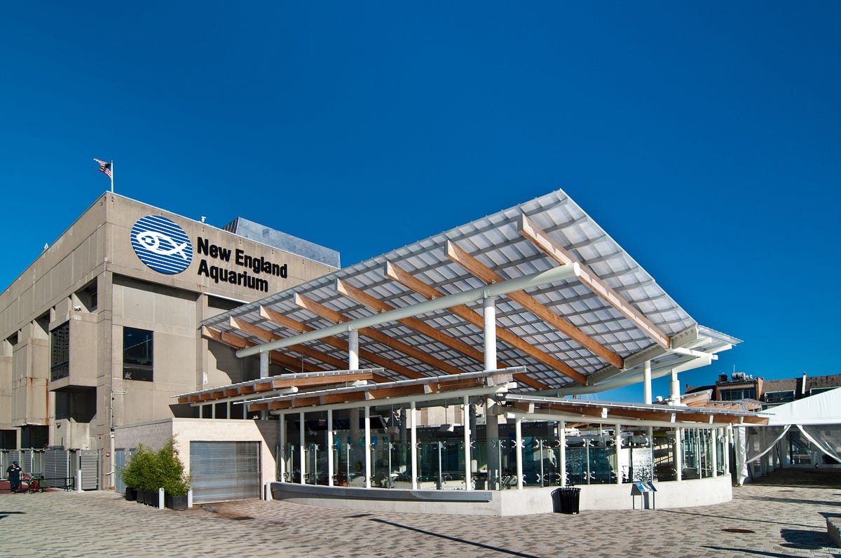 Scavenger Hunt at the New England Aquarium | by David Lozzi | growing a ...