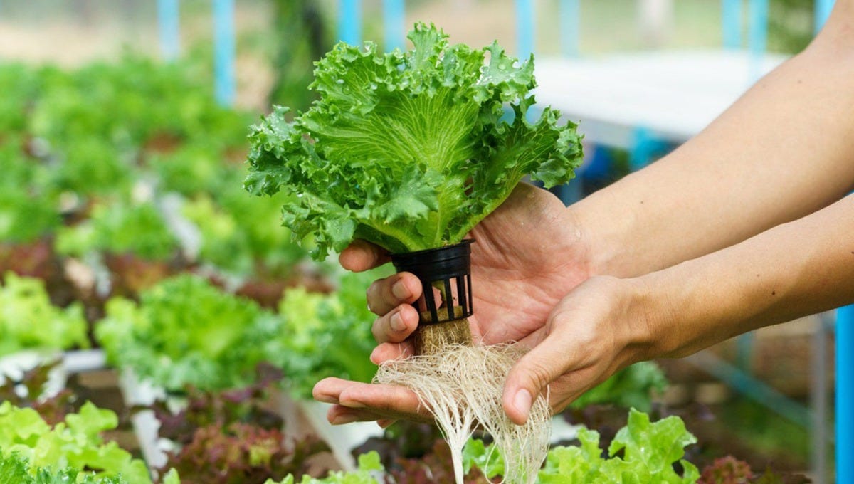 Which soil-less farming technique is the best? | by Planet Rescue 101 ...