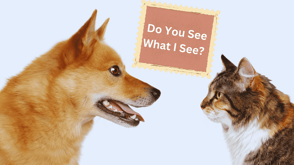 Dog And Cat Vision: Who Sees Better? Are they Colorblind? A Vet ...