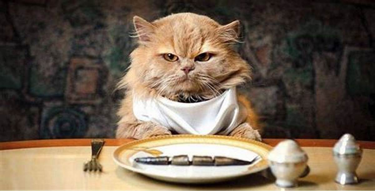 The Feline Facial Follies: Cat Expressions… That You Would Surely Love ...