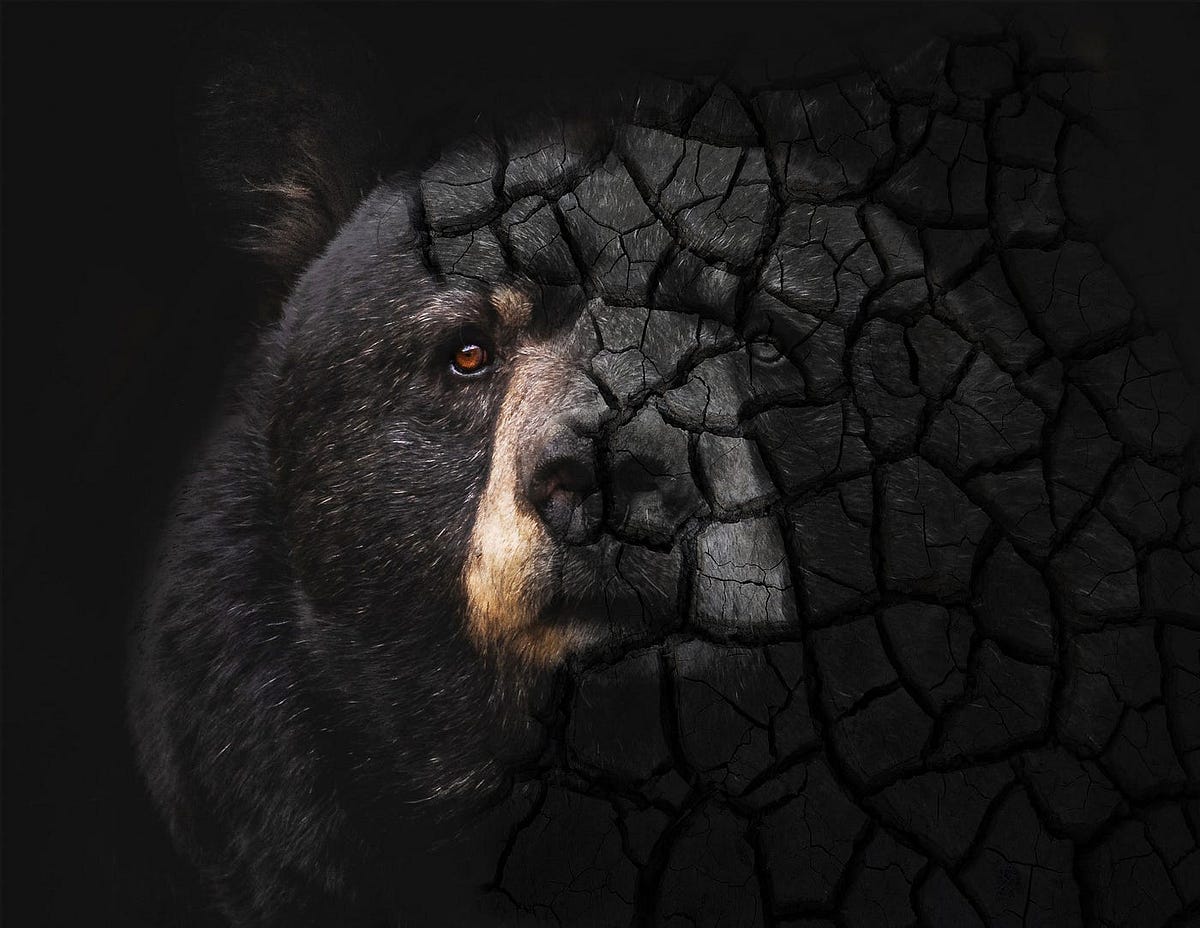 Shattered Minds: Trauma Scarring the Lives of Bears | by Gosia Bryja ...