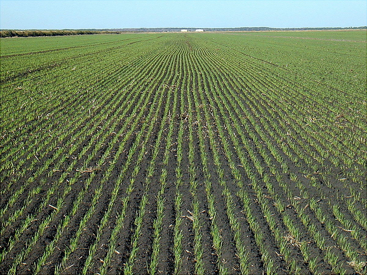 Diversity in Mind and Nature: The Faults of a Monoculture System | by ...