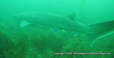 RCCA Scientist Encounters Sevengill Shark on Science Dive | by Michael ...