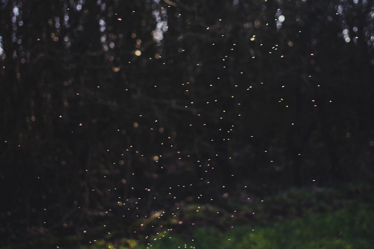How do fireflies glow and why?. One of the coolest biological effects ...