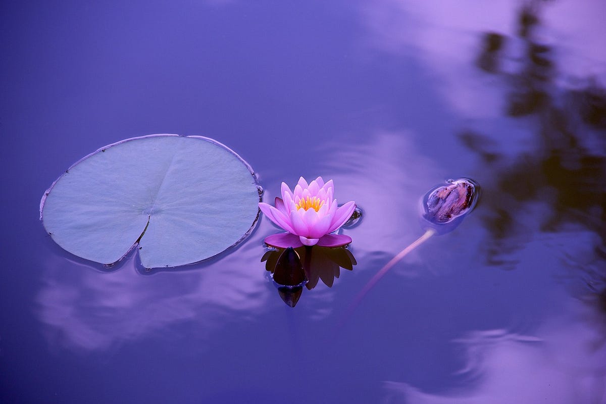 The Art of Mindfulness: How to Stay Calm and Centered in a Chaotic ...