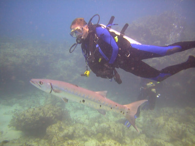 Little Studied Fish: the Barracuda | by Michael Bear | Rapture of the ...