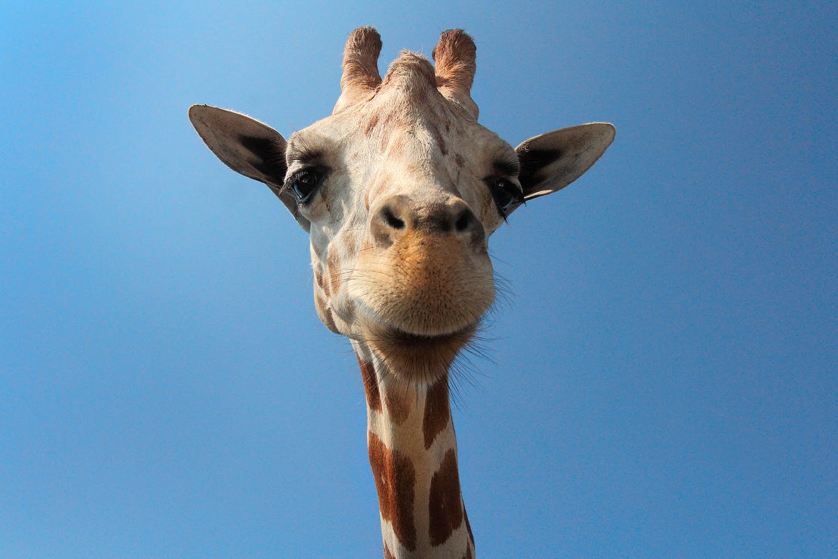 Recipe: Stuffed [Giraffe] Rolls. A totally real and not made up family ...