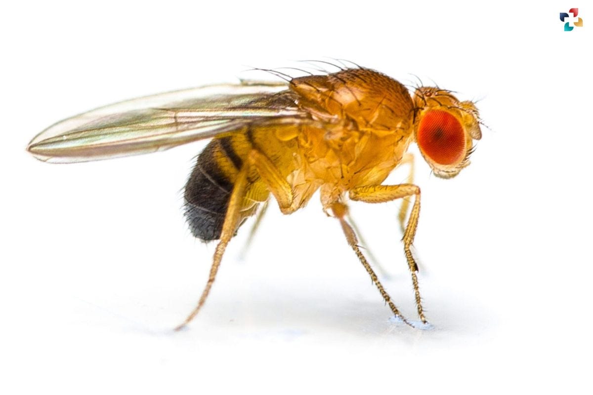 Insights from Fruit Fly Wing Development Could Inform Birth Defect ...
