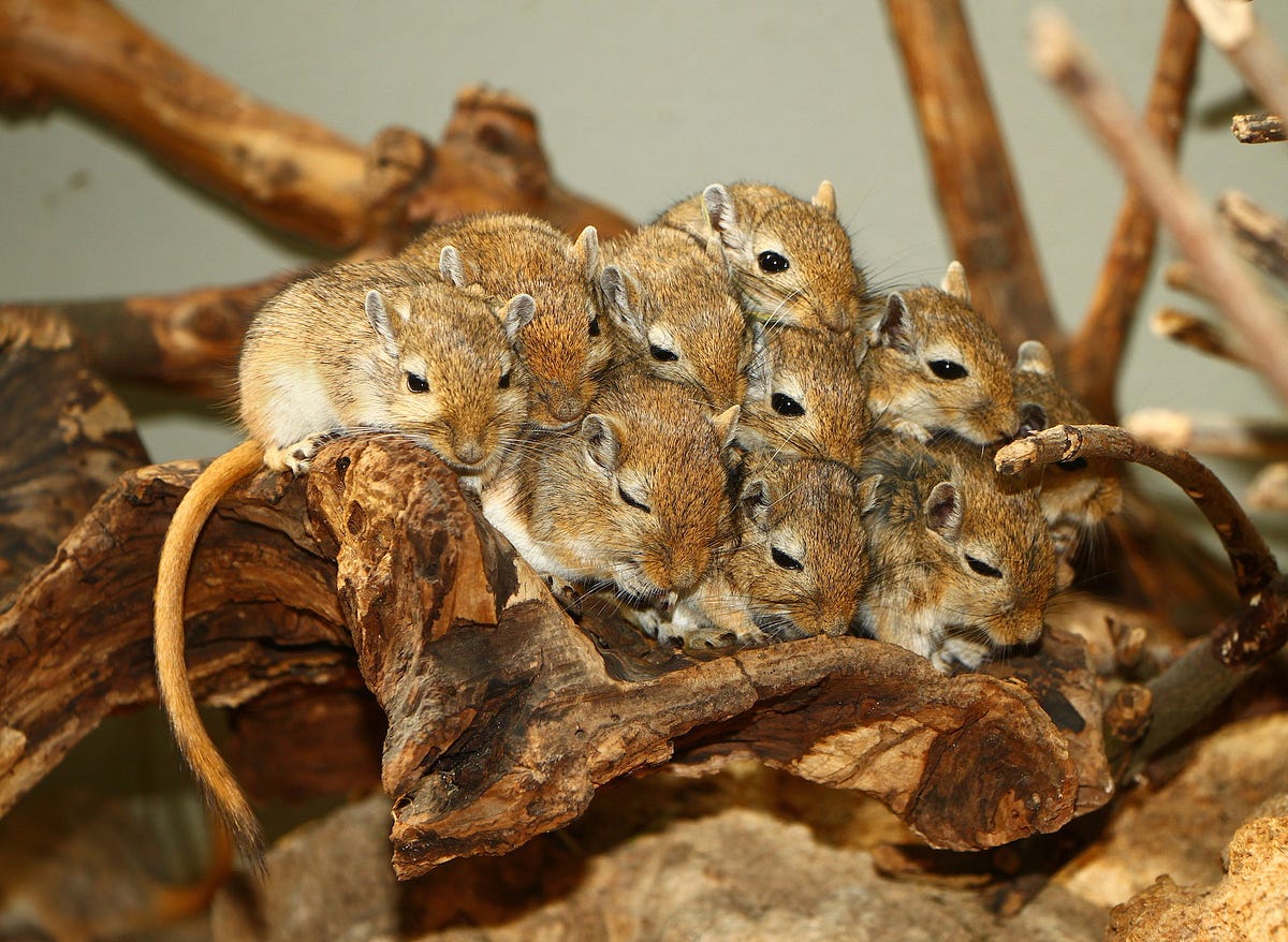 Eavesdropping on gerbil dialects | by eLife | Life on Earth | Jan, 2025 ...