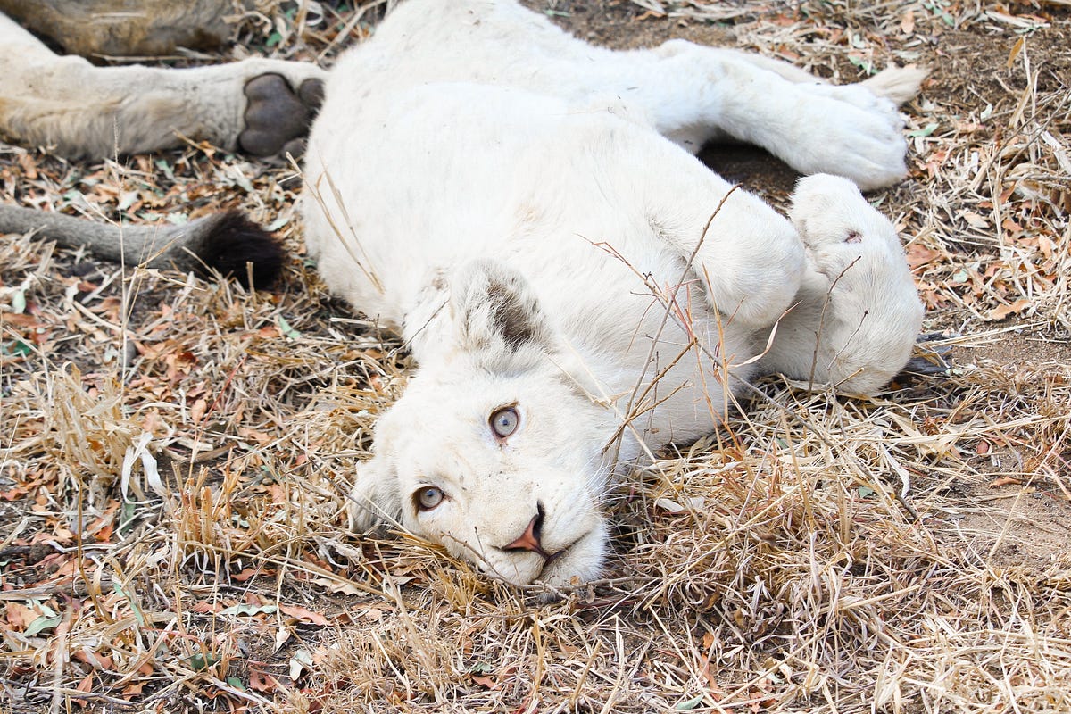 African White Lion Pictures