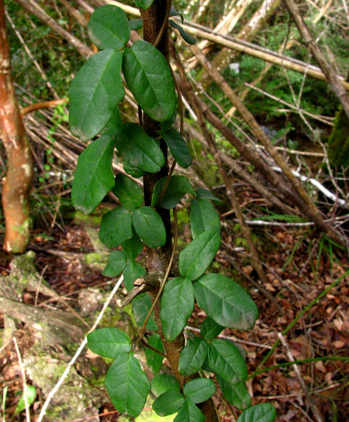 Shape shifting plant Boquila Trifoliolata may be able to see | by Tim ...
