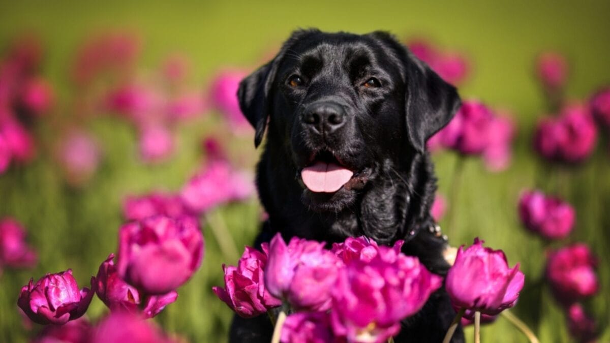 Nationwide Trends: 5 Most Popular Dog Breeds & Names by State | by ...