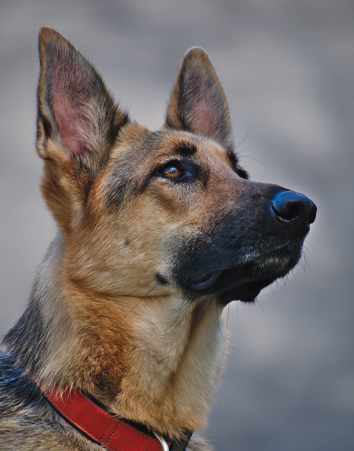 Top 6 Life Skills To Teach Your Dog | by Get Sit Done Dogs: From Chaos ...