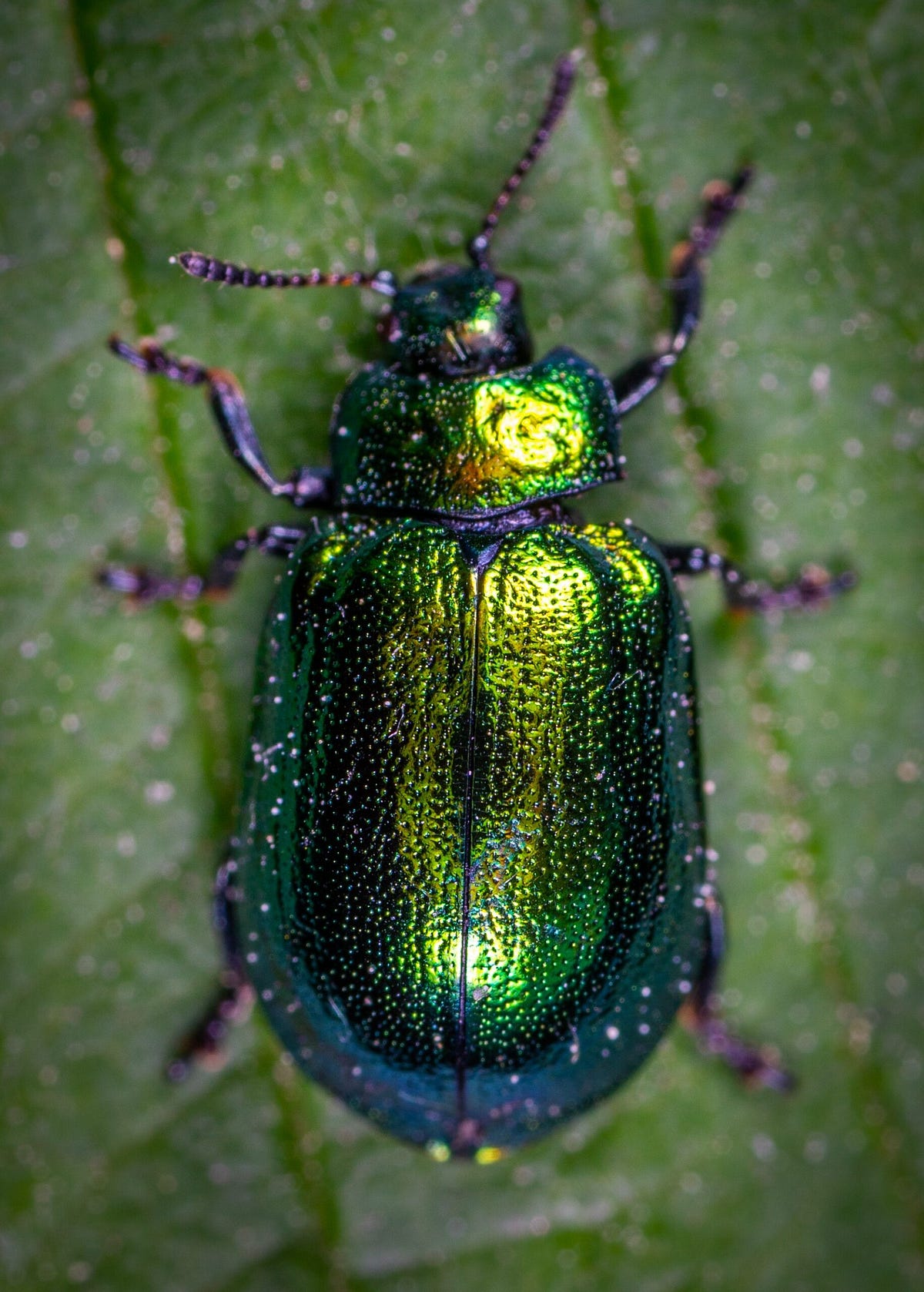 The dead beetle problem: Designing strategic weaknesses into ...