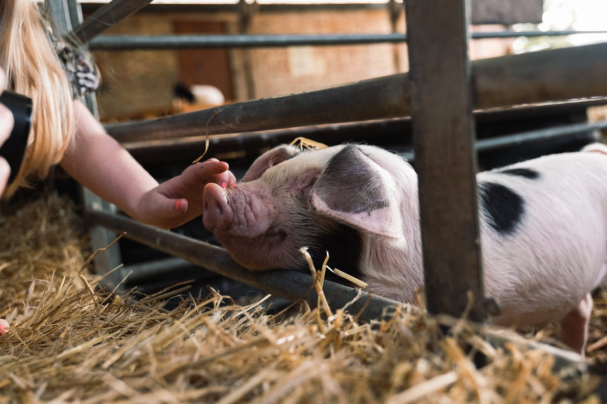 Herding the Pigs. My adjusted Pig Pen strategy | by Lamcer31210 | Cryptozoa
