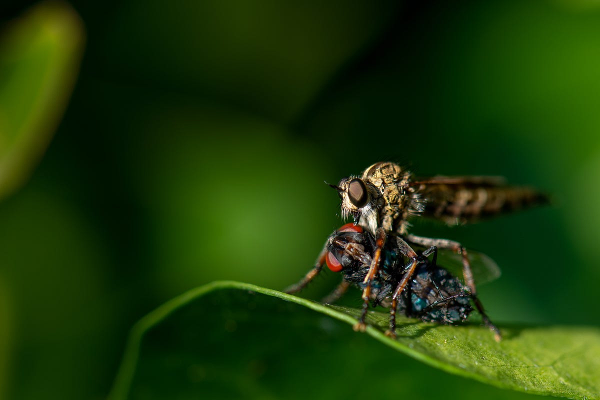 15 Easiest And Quick Ways To Get Rid Of Love Bugs | by Million ...