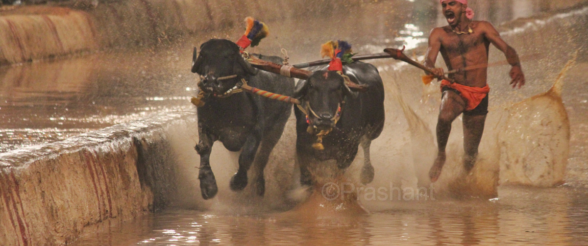 Kambala — Karnataka’s Traditional bull race | by Vini | Medium