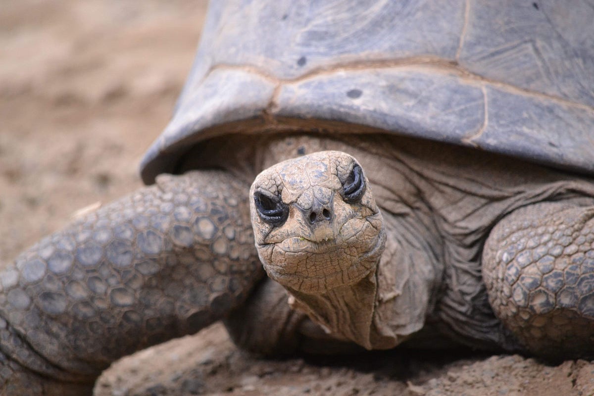 Breaking: Tortoise Accused of Doping Before Race with Hare | by David ...