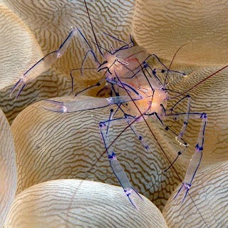 Tiny Transparent Shrimp….. | by Michael Bear | Rapture of the Deep | Medium
