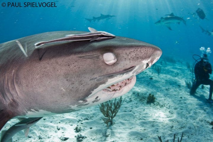 Paul Spielvogel [Shark Diver Magazine]: Tiger Shark | by Michael Bear ...