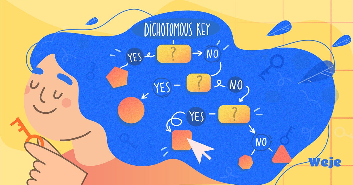 What is a dichotomous key: definition, examples — Blog | by Weje.io ...