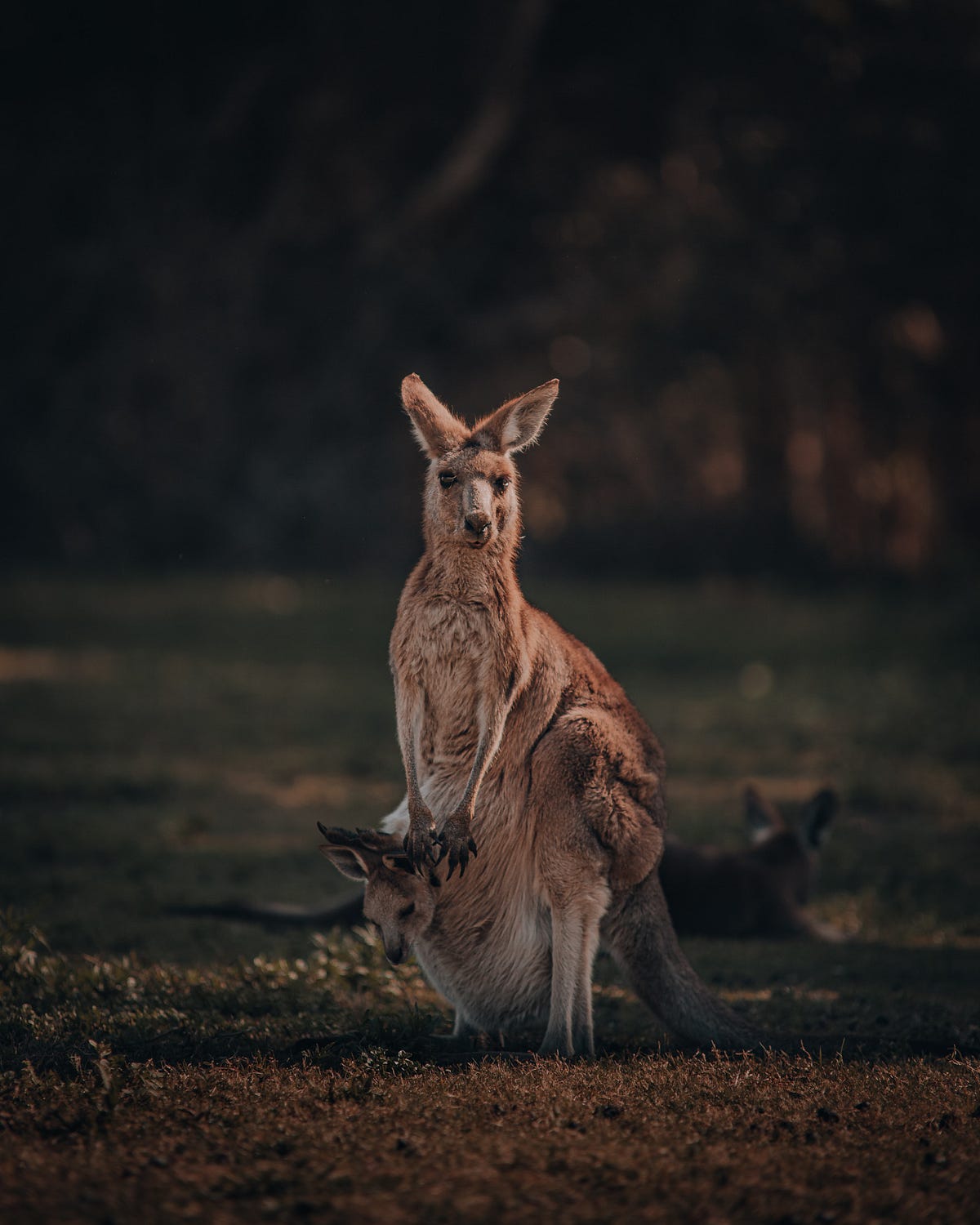 Kangaroo: The Iconic Hopper of Australia | by Tyler Suess | Oct, 2023 ...