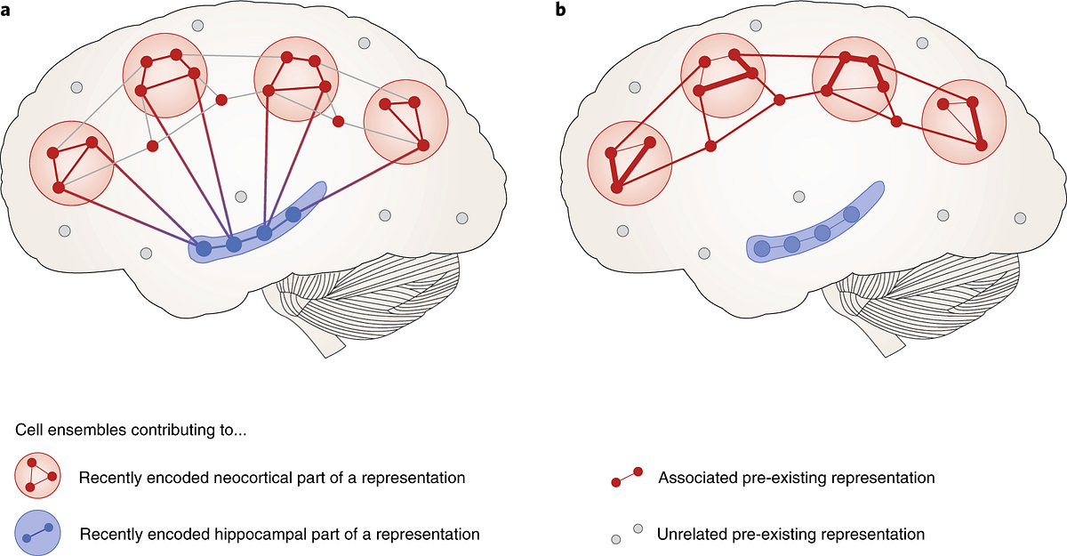 Continual Learning and the Hippocampus | by Farshad Noravesh | Medium