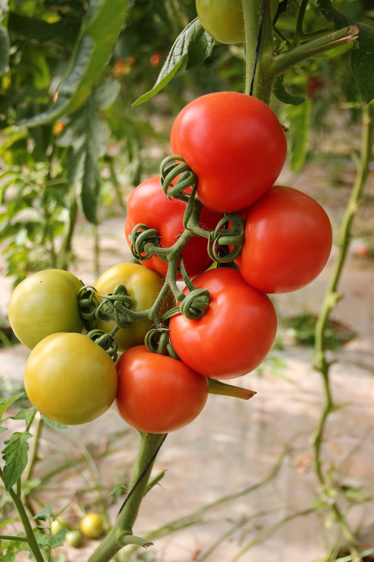 Tomato-tally Amazing: How to Grow the Best Tomatoes in Your Garden | by ...