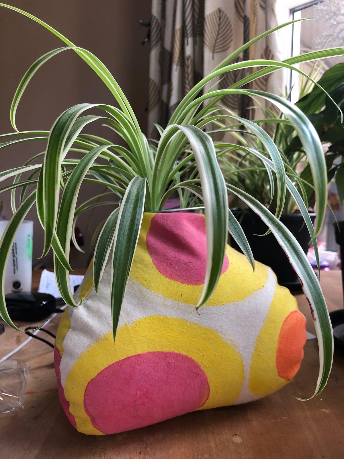 Ode to a Spider Plant. As I sit typing this, I’m faced with… | by ...