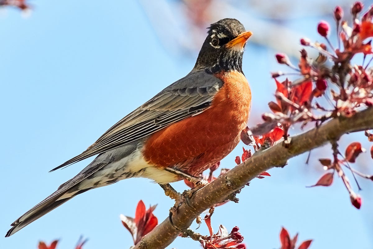 This Bird Has So Much to Teach Us Right Now, at This Very Moment | by ...