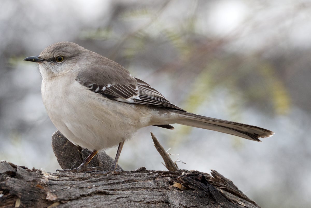 The Northern Mockingbird: Why Finding Your Own Style is So Important ...