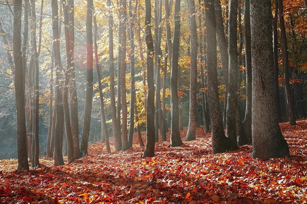 Parable Road 16 (Guilt). I am shouting. | by Kelvin Bueckert | Medium