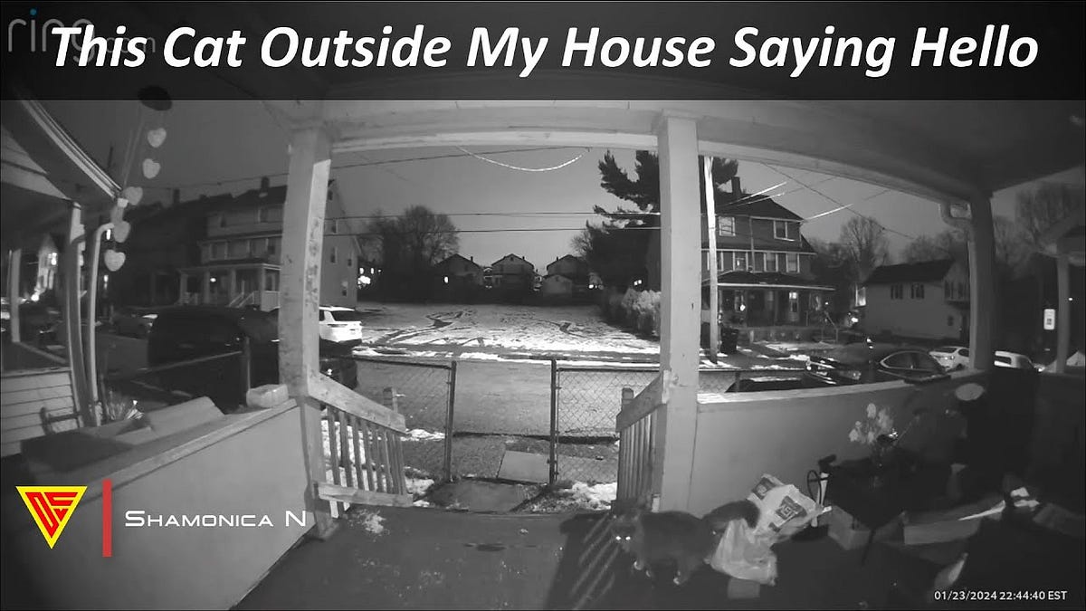 This Cat Outside My House Saying Hello Caught on Ring Camera | Doorbell ...