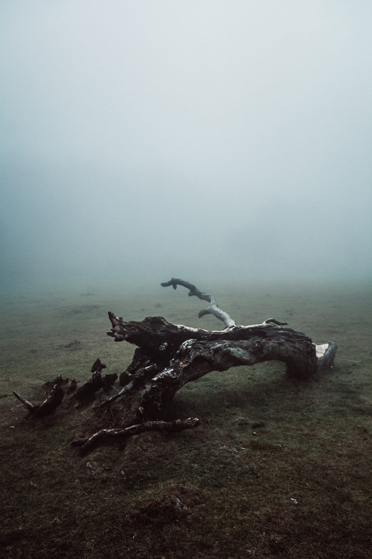 II // AI am girl: Island of Fog | by Diana Goniou | Medium