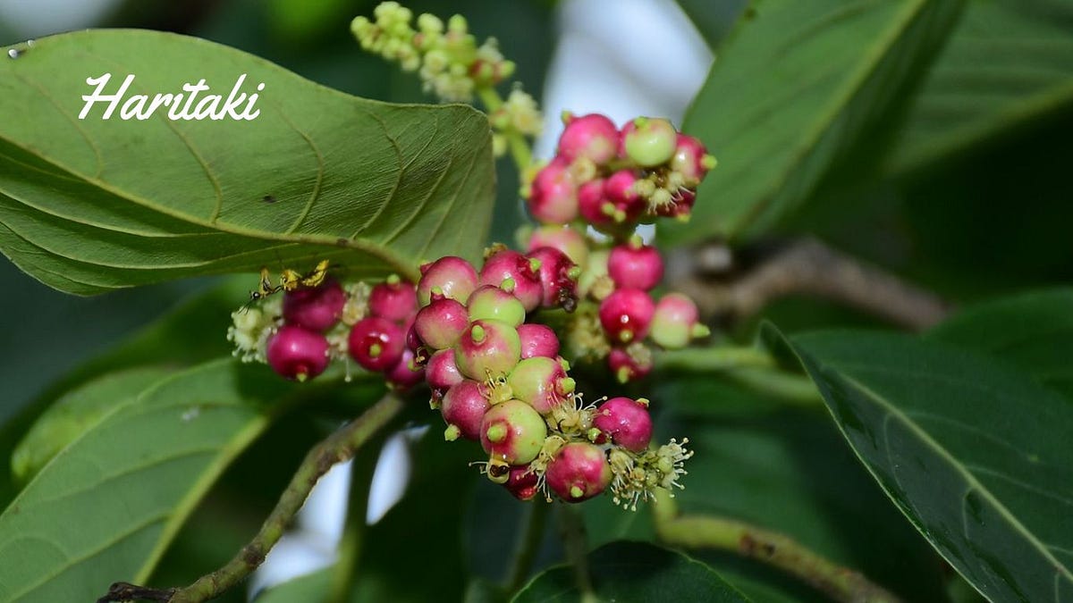 Haritaki: The Ultimate Detoxifier for a Radiant Body and Mind - Arun ...