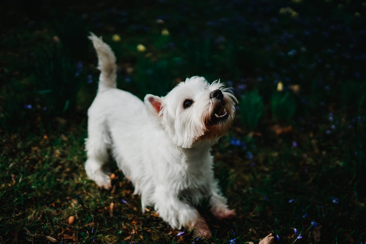 Why Do Dogs Cry At Night? | by Pravin M | Oct, 2023 | Medium