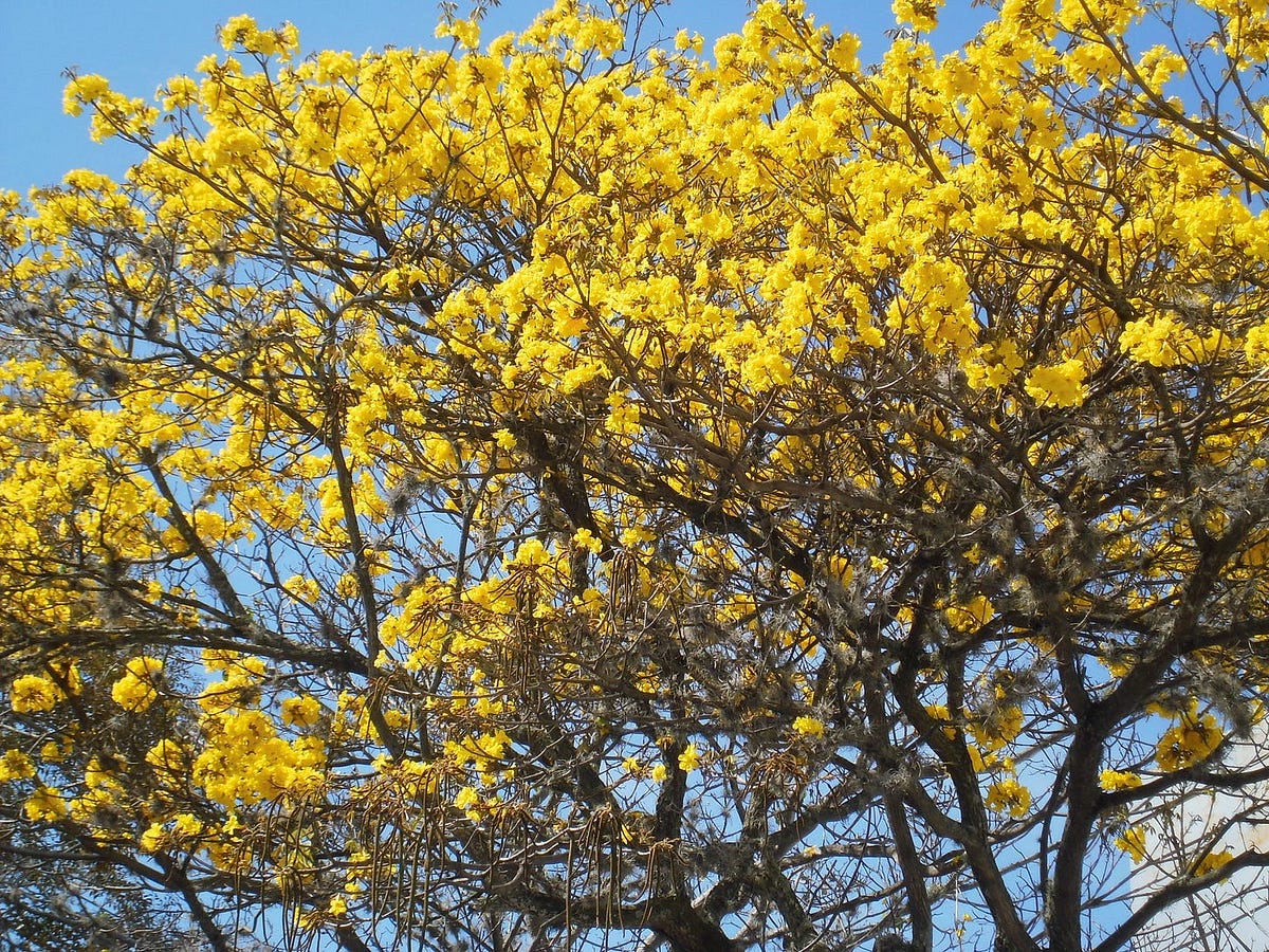 Meet Venezuela’s National Tree. A symbol of beauty and resilience | by ...