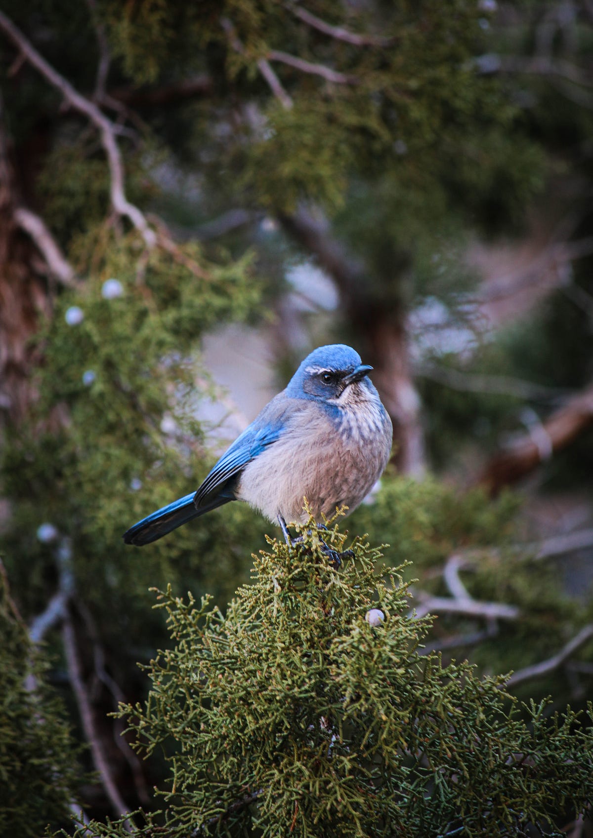 little blue bird: a fairytale - The Daily Cuppa - Medium