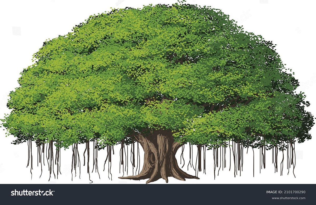 Banyan Tree. Most well-known trees in Pakistan are… | by Muhammad ...