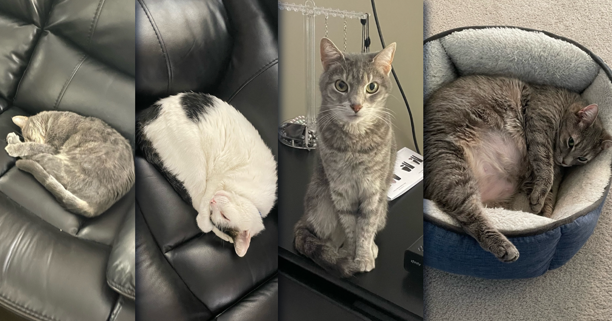 A National Cat Lover’s Month Challenge | by Rachel Strella | Medium