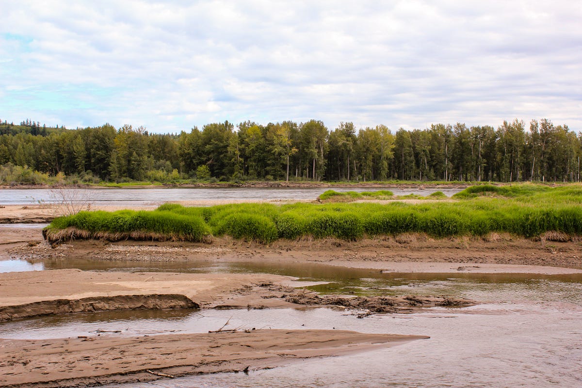 Danger In The Marsh. It’s just a little water, it can’t hurt… | by ...