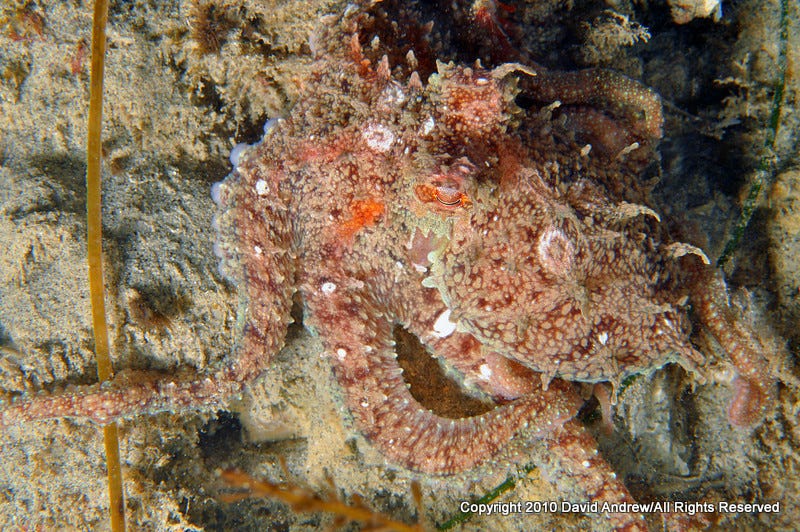 David Andrew: Red Octopus [Octopus rubescens] | by Michael Bear ...